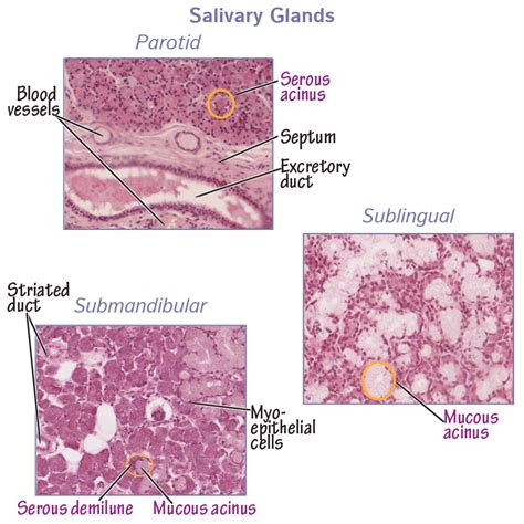 Salivary Glands Histology