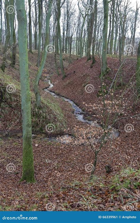 Brooklet In The Forest Stock Image Image Of Autumn Brooklet 66339961