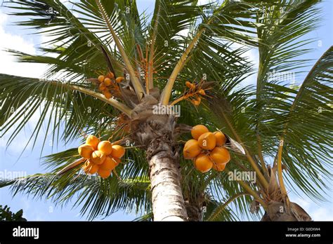 Coconuts On A Palm Tree Stock Photo Alamy