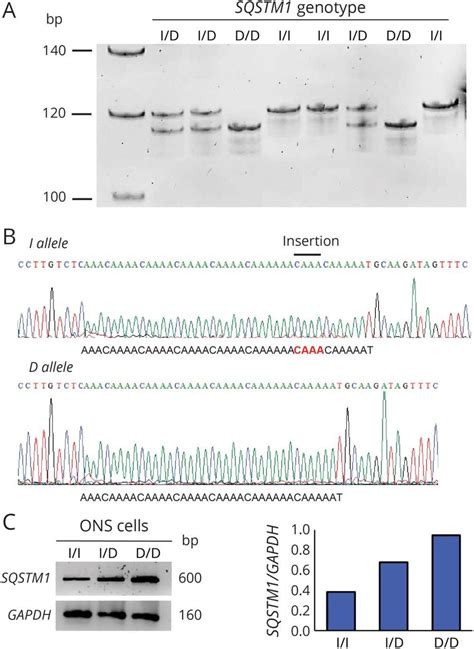 characterization of the sqstm1 variant download scientific diagram