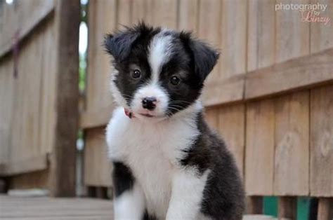 Meet Kirby An Adorable Chihuahuaborder Collie Mix
