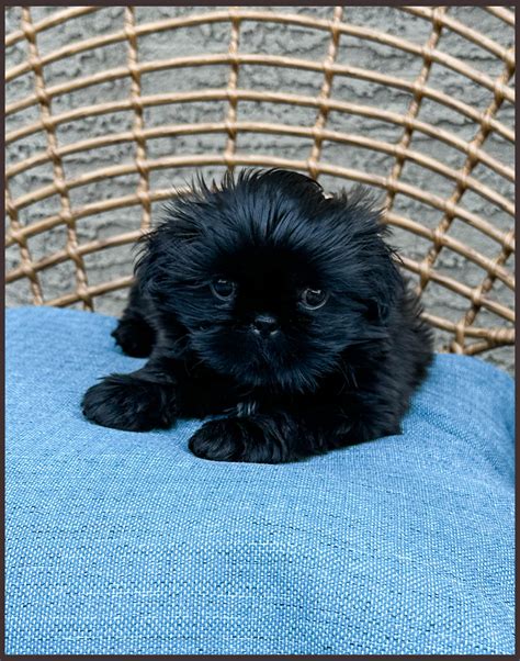 Black Shih Tzu Puppies