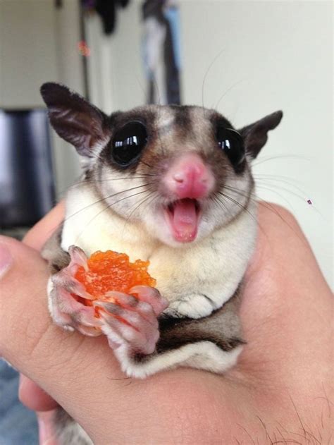 118 Sugar Gliders That Are Just Too Sweet Bored Panda