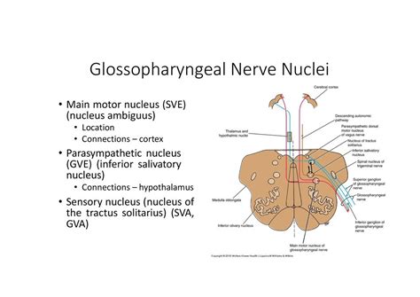 Hypoglossal Nerve Nucleus