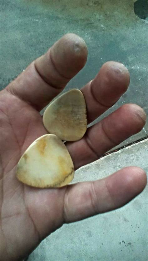 Turtle Shell Guitar Picks Turtle Shell Guitar Picks Turtle