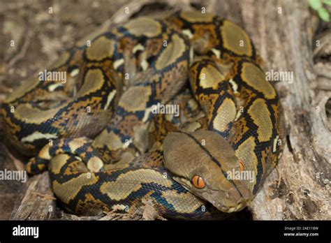 Baby Reticulated Python Python Reticulatus Bali Locality In Indonesia Stock Photo Alamy