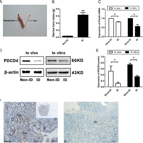 Expression Of Pdcd4 In Mouse Endometrium During Early Pregnancy A Download Scientific