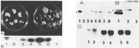 Presence And Expression Of The Introduced Chimeric Pvx Cp Gene In Download Scientific Diagram