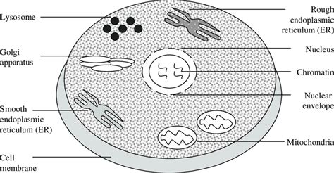 Eukaryotic Definition