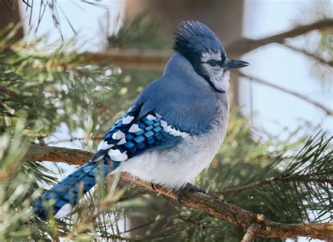 Michigan Nut Photography Michigan Birds And Wildlife Blue Jay In A