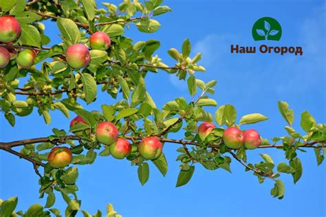 Яблоня из семечка как вырастить на садовом участке