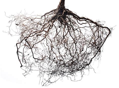 Understanding Tree Root Damage To Property Brightchecker