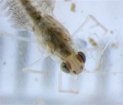 transmitting science on linkedin join us mayflyecoevodevo