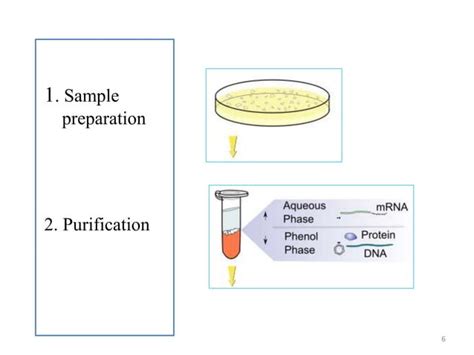 DNA Microarray Final Ppt PPTX