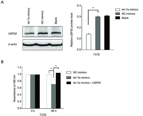 Figure S1 Mir Let 7a Downregulated Usp32 Protein Expression And
