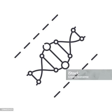 Dna 아이콘 선형 격리 된 그림 얇은 선 벡터 웹 디자인 기호 흰색 배경에 편집 가능한 스트로크와 개요 개념 기호 Dna에 대한 스톡 벡터 아트 및 기타 이미지 Istock