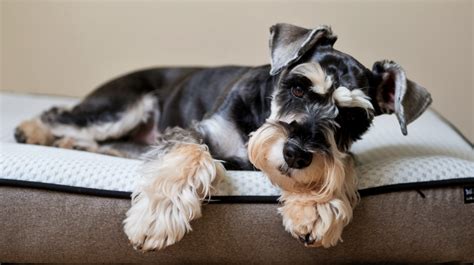 😴 The 5 Best Types Of Beds For Schnauzers