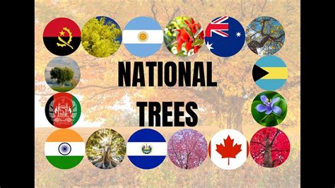 National Trees From Different Countries National Facts Comparison