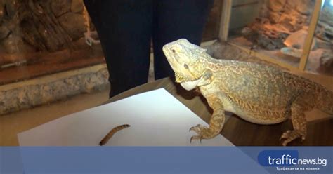 Гущер от Природонаучния музей направи прогноза за финала Аржентина Франция Trafficnews Bg