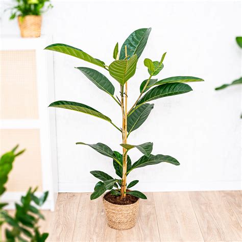 Ficus Benghalensis Roy ~ 90cm Sklep Z Roślinami Cocaflora