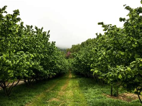 Average Hazelnut Yield Per Acre What To Expect 🐝