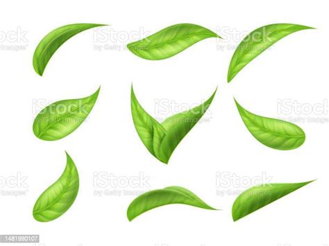 찻잎 녹색 비행 나뭇잎 세트입니다 떨어지는 나무 식물 생태 봄 단풍 민트 운동 에코 사인 자연 격리 3d 정원 바이오 요소 유기농 허브 벡터 사실적인 그림 3차원 형태에