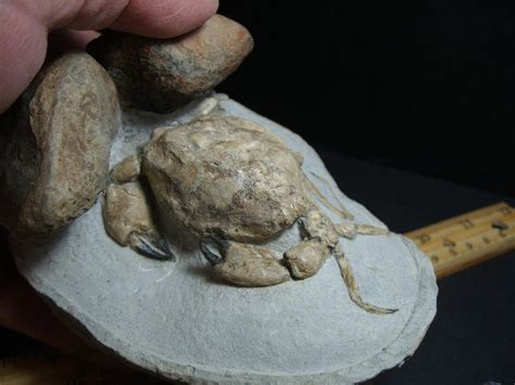 99 Perfect Fossil Crab In Stone Nodule 012423r The Stones And Bones Collection