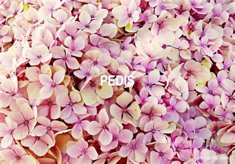 2 Arti Kata Pedis Kamus Besar Bahasa Indonesia Kbbi