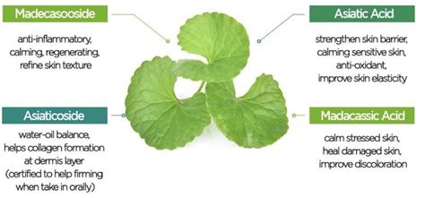 Centella Asiatica Powder Manufacturer Undersun