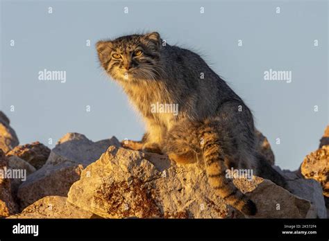 Mongolia East Mongolia Steppe Area Pallass Cat Otocolobus Manul