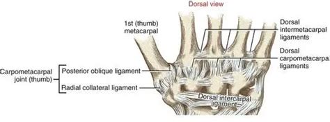 Carpometacarpal Joint Anatomy Structure Function