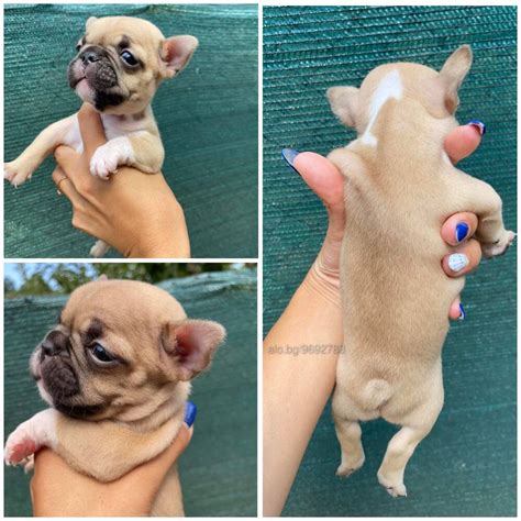 Френски булдог Булдог 1 месеца Женско Чистокръвно Кучета продава Перник Кученцата са