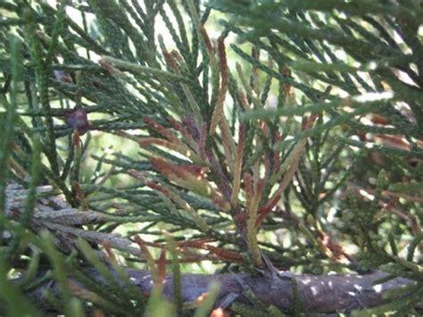 Juniper Trees With Browning At The Center