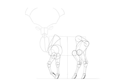 How To Draw A Deer Step By Step