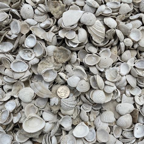 Bulk Rock And Shell By The Yard Tierra Supply Co