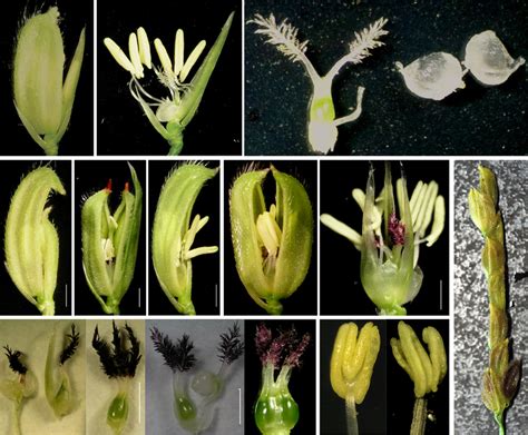 Phenotype Of Sdp1 And Double Mutant Dp1 2 Sdp1 A C Sdp1 Has A Download Scientific Diagram