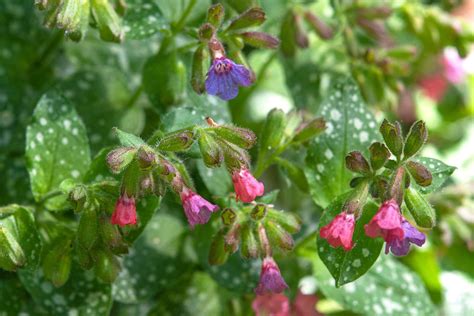 32 Best Deer Resistant Flowering Plants To Grow