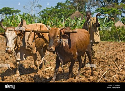Did The Oxen Plow The Field Ox And Plow In The Early Bronze Age