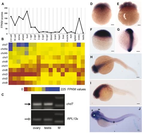 Rescue Of Neural Crest Derived Phenotypes In A Zebrafish Charge Model