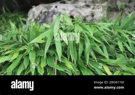 Green Tropical Grass Stock Videos And Footage Hd And 4k Video Clips Alamy