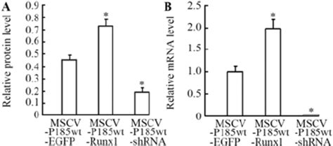 The Expression Of Runx1 In Mscv P185wt Runx1 Cells And Download