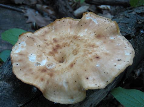 Polyporus Craterellus Montréal 11 Juin 2016 Forêt De Feu Flickr
