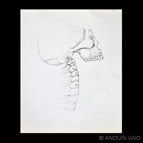 Skull And Spine Drawing