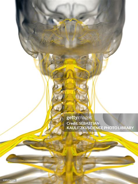 Cervical Nerves Illustration High Res Vector Graphic Getty Images