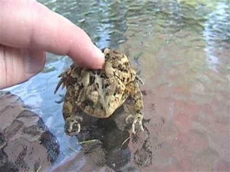 Petting A Toad YouTube