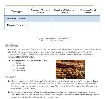 Unit Genetics Corn Genetics Lab Investigation By Mammoth Science
