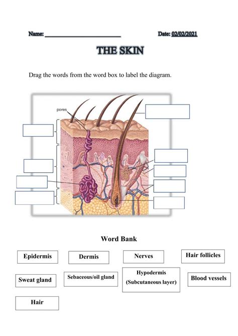 The Skin Worksheet Online Exercise For Live Worksheets Worksheets