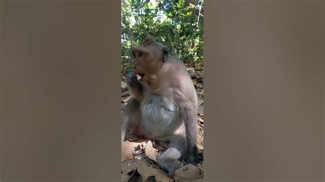 Jink Nearly Give Birth Soon Big Pregnancy Monkey Life Youtube