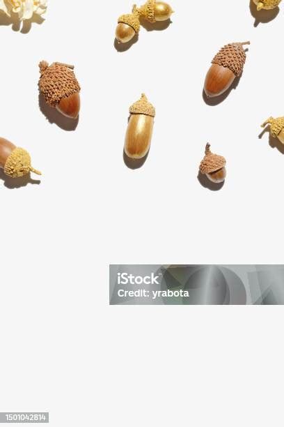 천연 소재의 가을 패턴 천연 황금색으로 칠해진 도토리 오크 나무 흰색 배경에 마른 씨앗 가을 미니멀 스타일 플랫 레이 미학 가을 이미지 위 전망 10월에 대한 스톡 사진 및