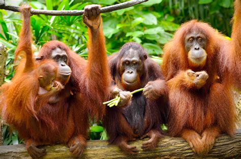 Animals That Mate With The Same Sex Animals That Mate With The Same Sex